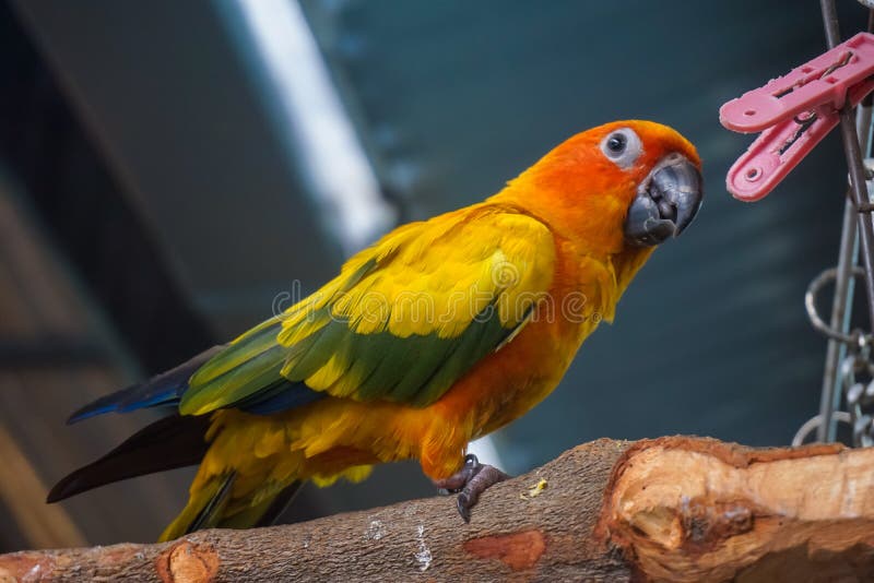Surprised Parrots Stock Photos - Free & Royalty-Free Stock Photos from ...