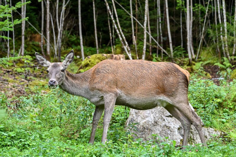 Surprised Roe Deer Buck Watching on Meadow with Flowers in Summer ...