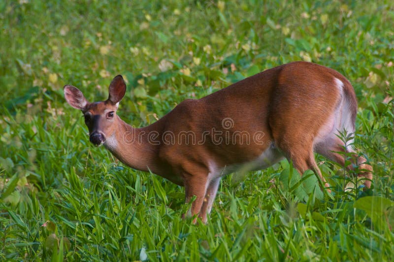 Surprised Red Deer Stag with Abnormal Antlers Looking Aside in Nature ...