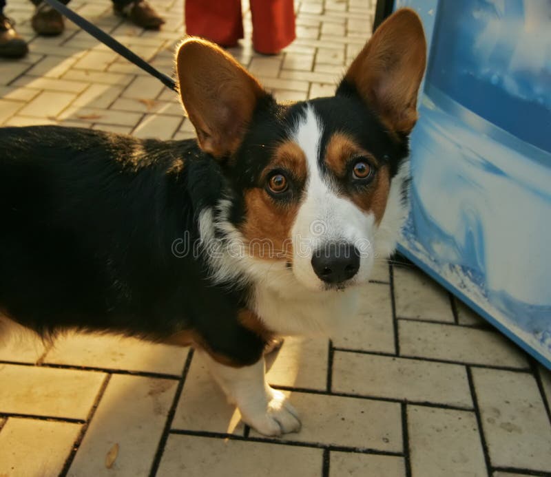 Surprised dog stock image. Image of canine, curiosity - 46132507