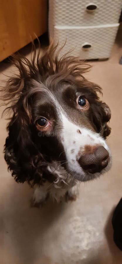 Surprised dog look stock image. Image of style, surprised - 214549517