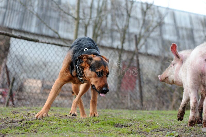 Surprised dog and pig stock photo. Image of growl, dirty - 14035298