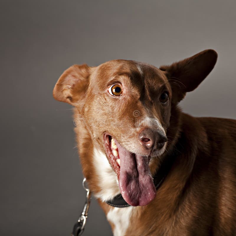 Surprised dog stock photo. Image of surprised, tounge - 50776984