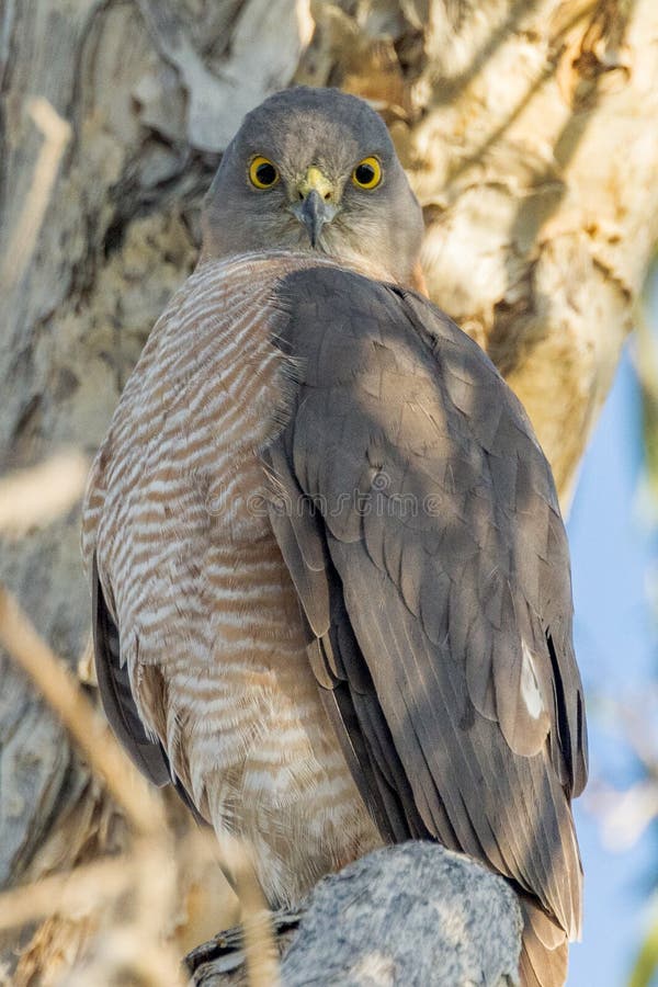 Collared Sparrowhawk in Queensland Australia Stock Photo - Image of ...