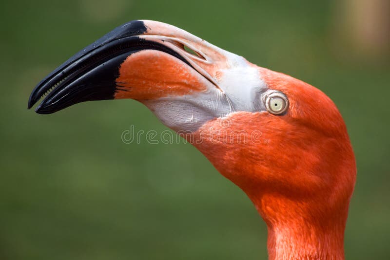 Surprised Flamingo Profile stock photo. Image of face - 265564110
