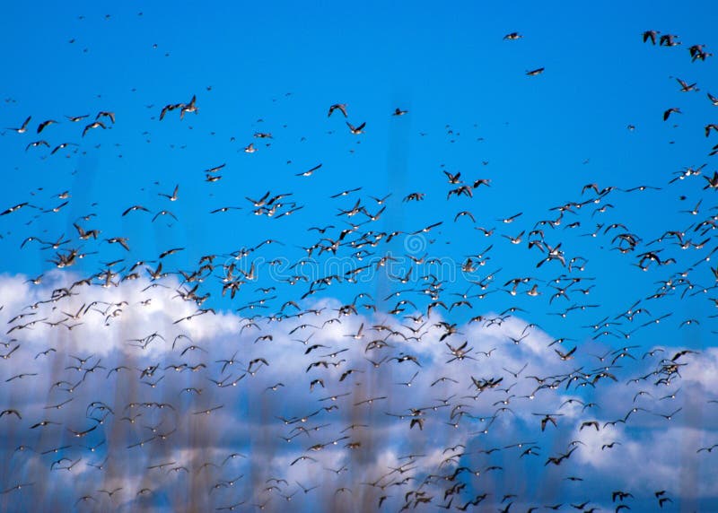 Surprised Flock of Geese Leaving the Field during Spring / Autumn ...
