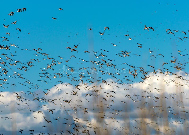 Surprised Flock of Geese Leaving the Field during Spring / Autumn ...