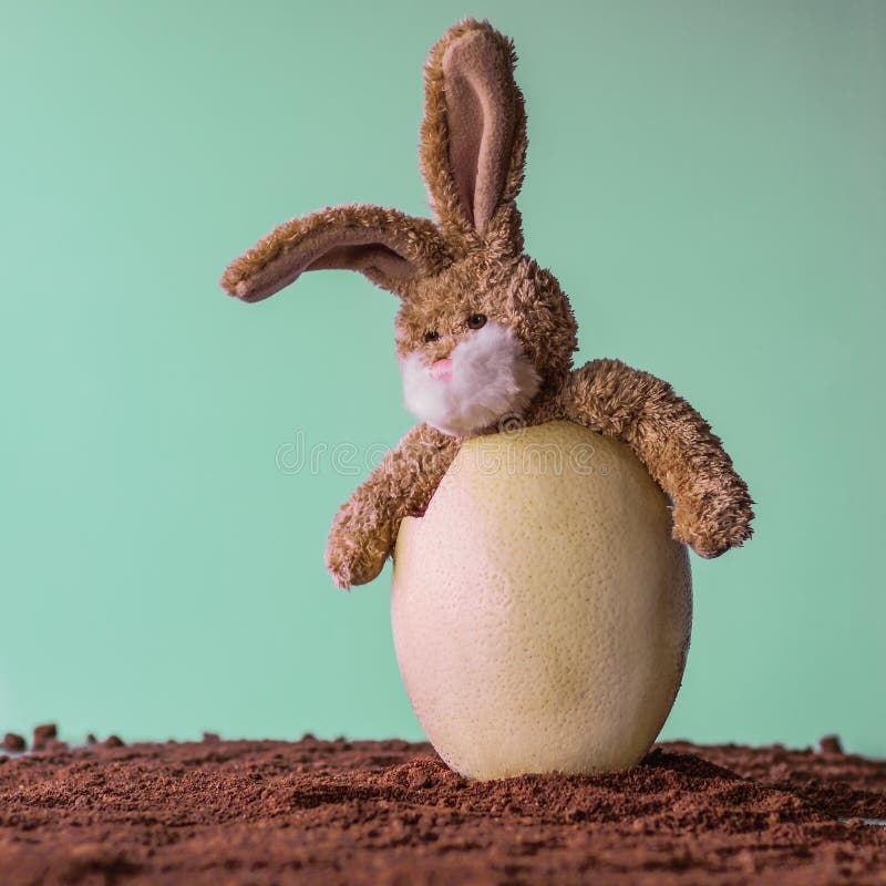 Surprised! Funny Easter Bunny in a Large Egg Stock Photo - Image of ...