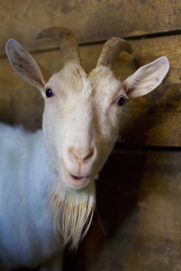145 Goat Surprised Stock Photos - Free & Royalty-Free Stock Photos from ...