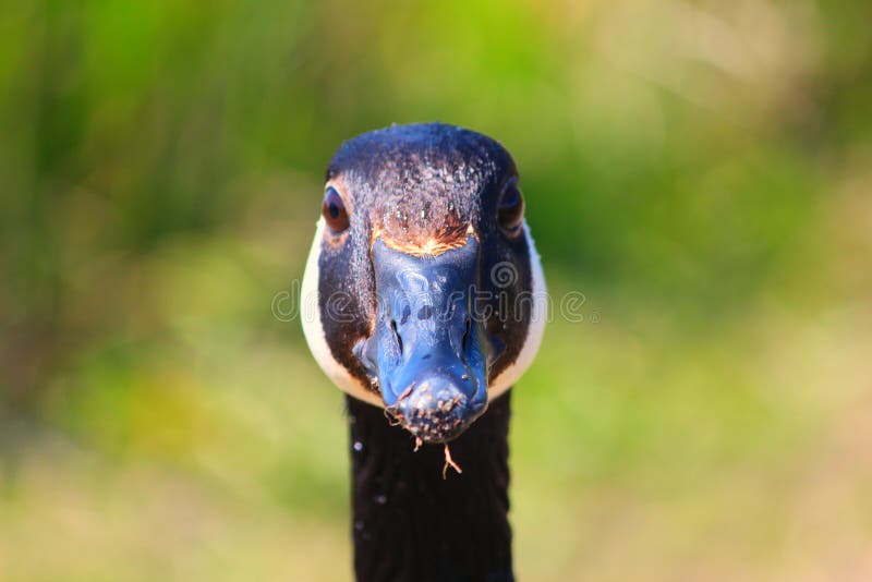 Surprised Goose stock photo. Image of curious, scenic - 88300948