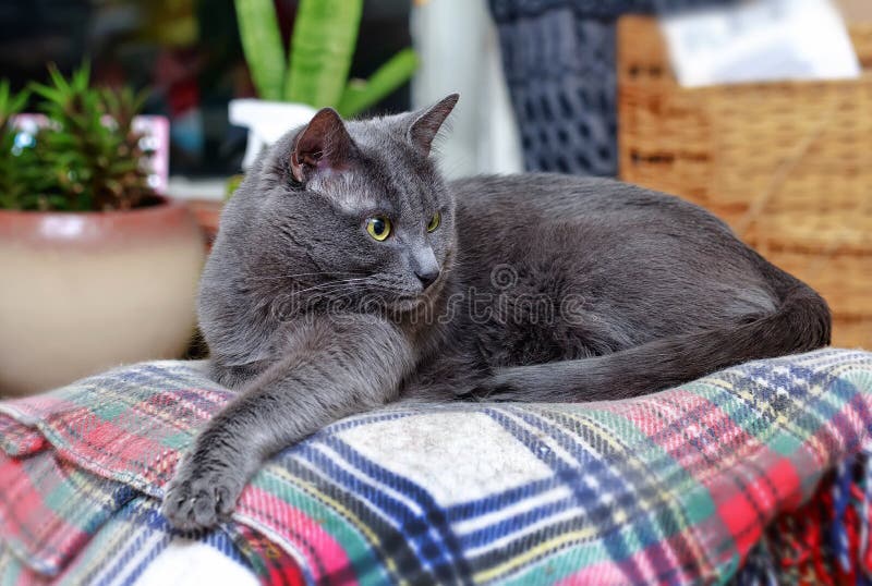 Surprised Grey Cat on Checkered Plaid Stock Image - Image of animals ...