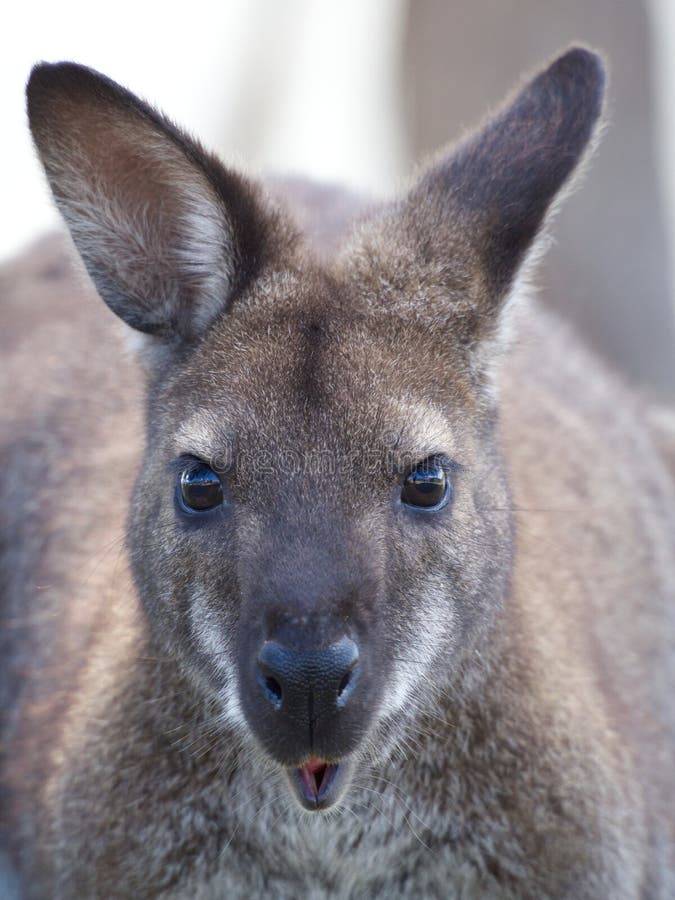 Surprised kangaroo stock photo. Image of wild, cute, australian - 37514690