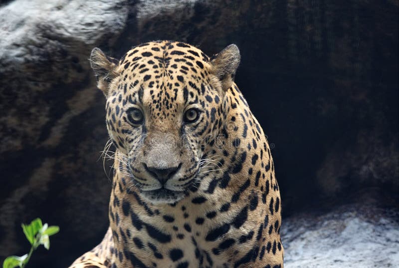 Surprised Leopard Starring at the Camera Stock Photo - Image of jungle ...