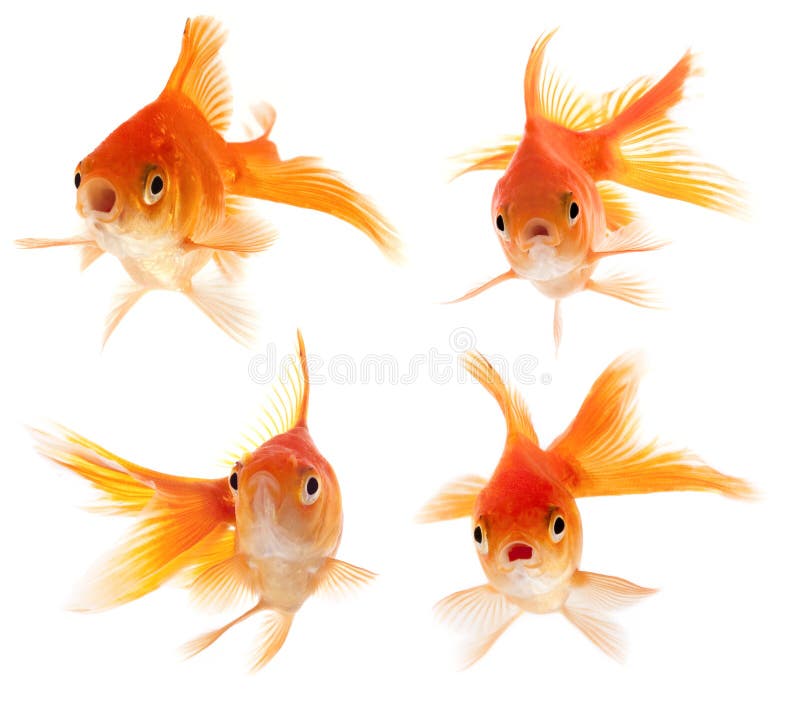 Shocked Goldfish Isolated on White Background Stock Photo - Image of ...