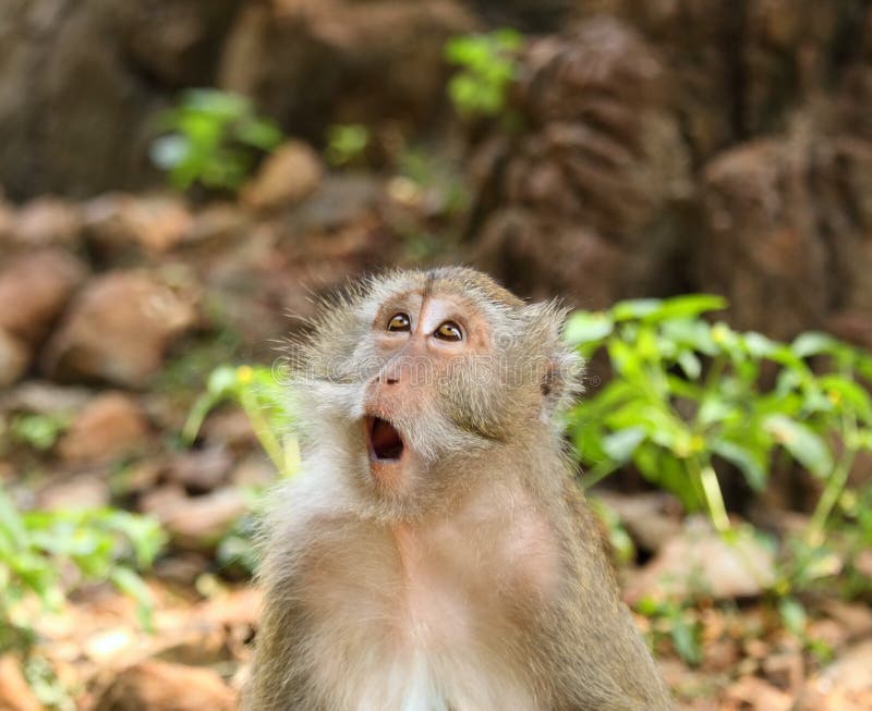 Surprised Macaque (Macaca Fascicularis) Stock Image - Image of jungle ...