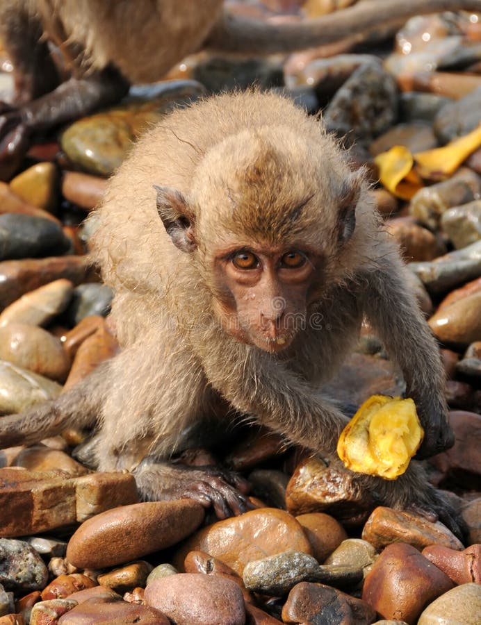 Surprised macaque monkey stock photo. Image of nature - 16410640