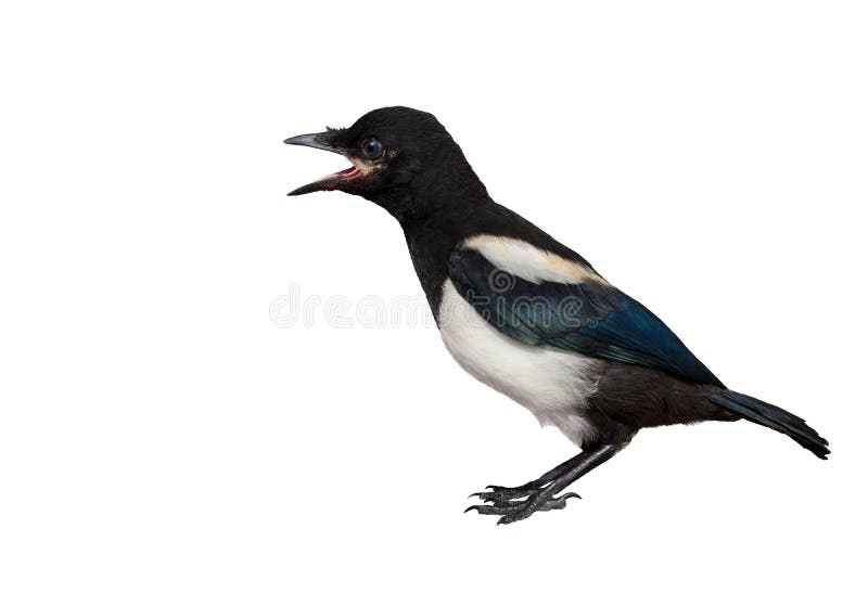 106 Magpie Beak Open Stock Photos - Free & Royalty-Free Stock Photos ...