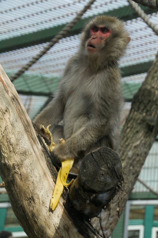 Monkey Banana Stock Images - Download 4,178 Royalty Free Photos