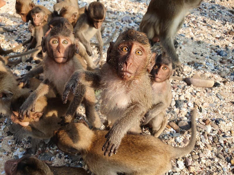 Surprised Monkeys on the Beach Look and Wait for Food Stock Photo ...