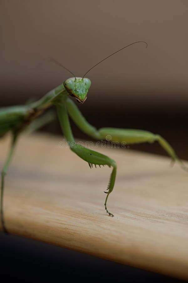 A Surprised Praying Mantis Looks Green Mantis Insect Macro Photo Stock ...