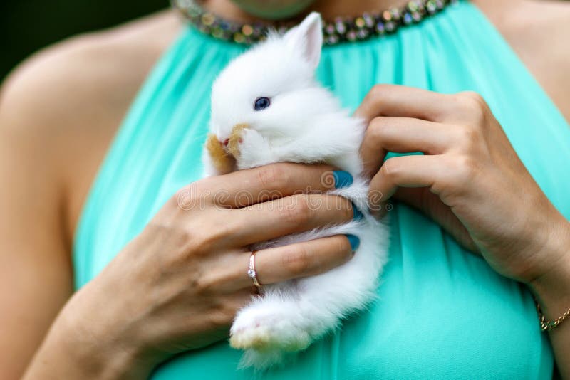 Surprised rabbit stock image. Image of nature, holding - 80829397