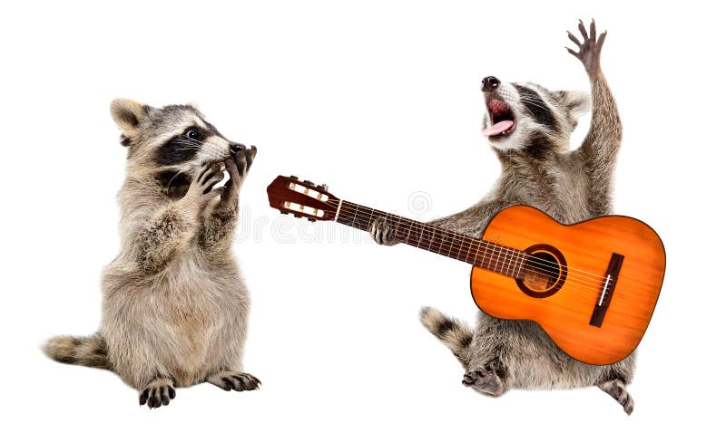 Racoon Surprise Stock Photos - Free & Royalty-Free Stock Photos from ...