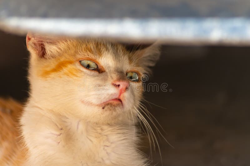 150 Confused Meme Face Stock Photos - Free & Royalty-Free Stock Photos ...