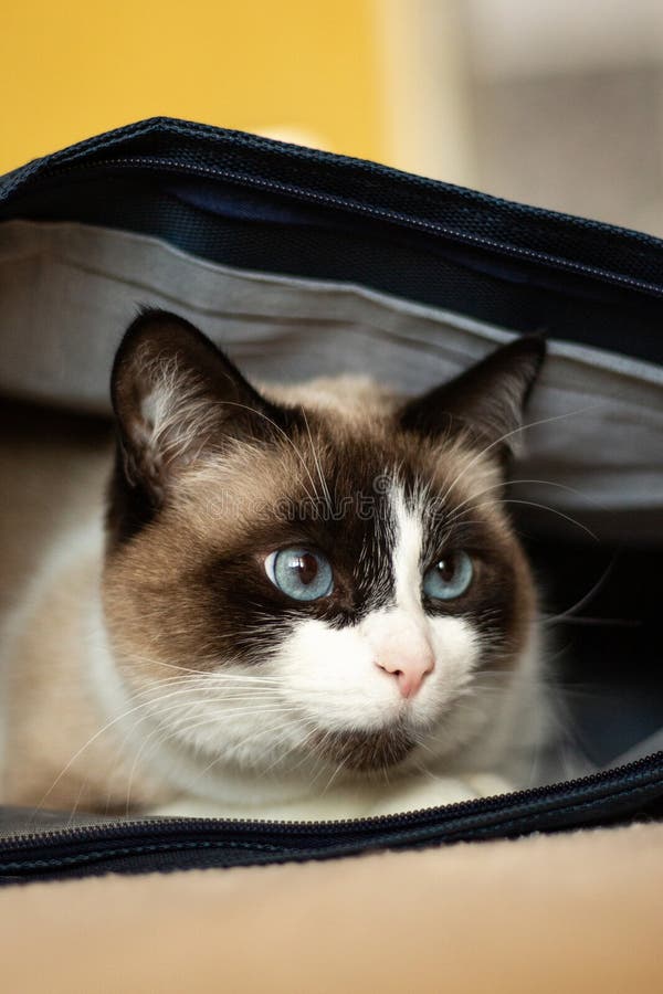 Surprised Siamese Cat Sits in Bag, only Head is Visible. Cat Hides in ...