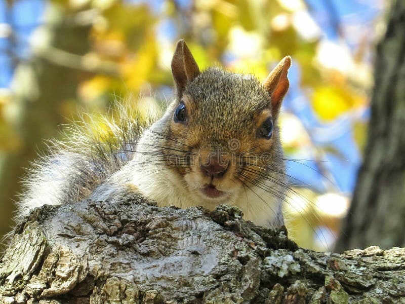 Surprised Squirrel Looking Down from a Tree Stock Photo - Image of ...