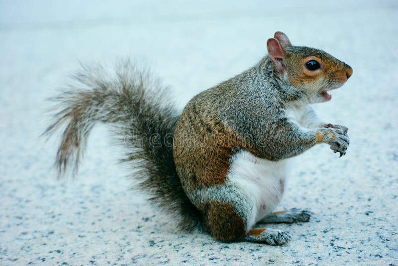 A surprised squirrel stock photo. Image of outdoor, rodent - 37400738