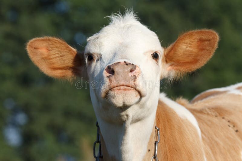 Surprised Cow Gif