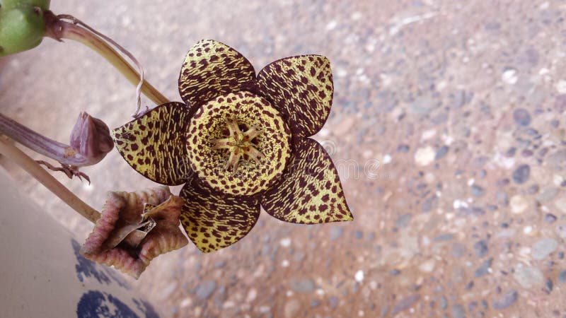 476 Folwer Stock Photos - Free & Royalty-Free Stock Photos from Dreamstime