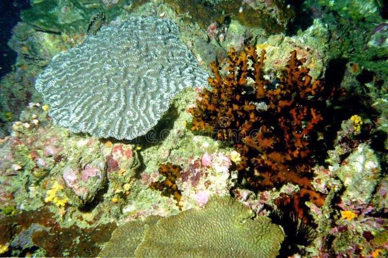 The Surprising World of Corals of Andaman Sea 15 Stock Photo - Image of ...