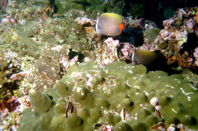 The Surprising World of Corals of Andaman Sea 17 Stock Photo - Image of ...