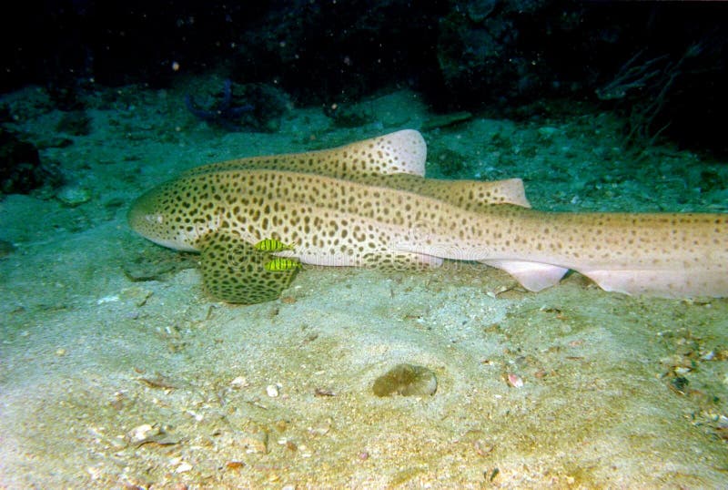 The Surprising World of Corals of Andaman Sea 18 Stock Photo - Image of ...