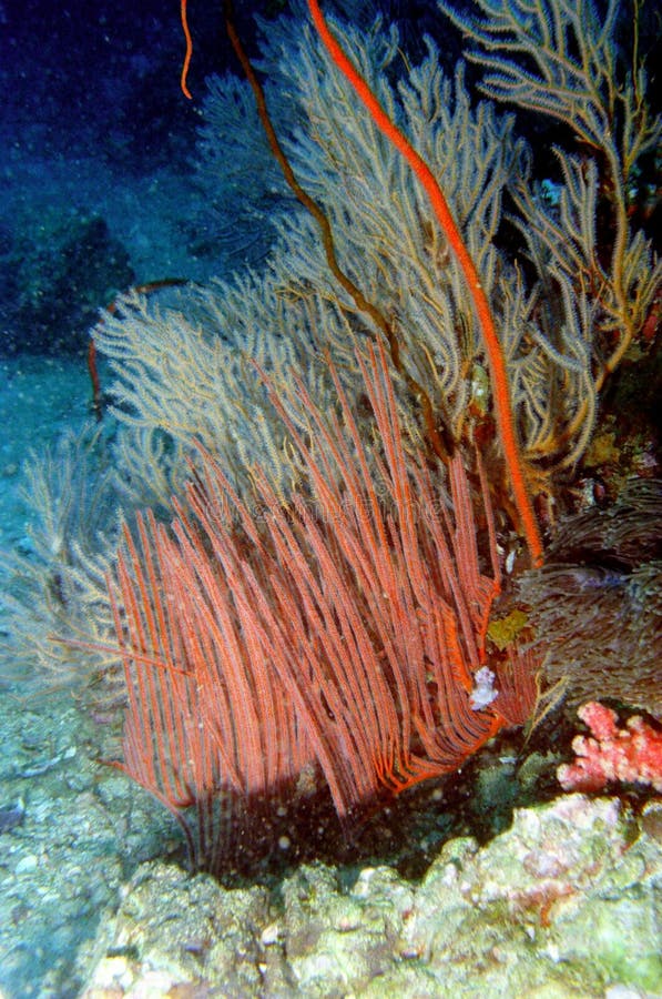 The Surprising World of Corals of Andaman Sea 19 Stock Photo - Image of ...