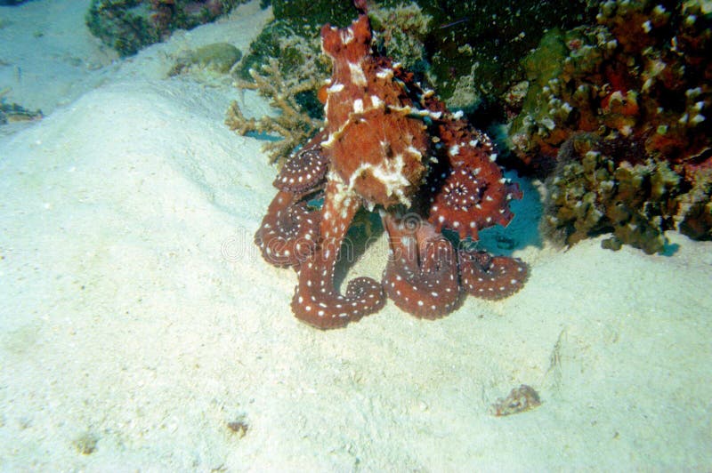 The Surprising World of Corals of Andaman Sea 30 Stock Photo - Image of ...