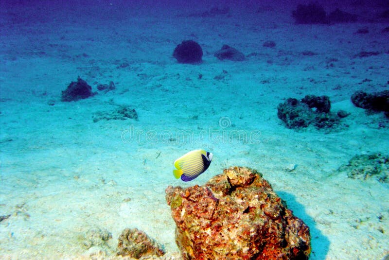 The Surprising World of Corals of Andaman Sea 31 Stock Photo - Image of ...