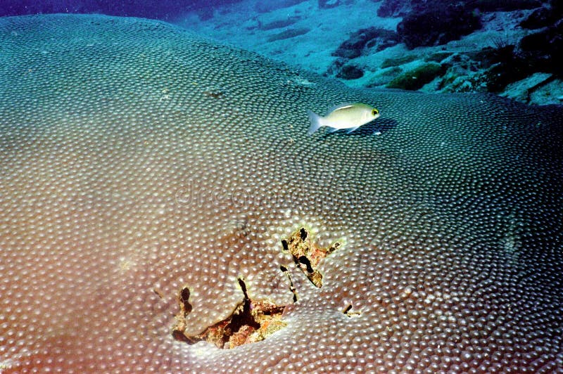 The Surprising World of Corals of Andaman Sea 35 Stock Image - Image of ...