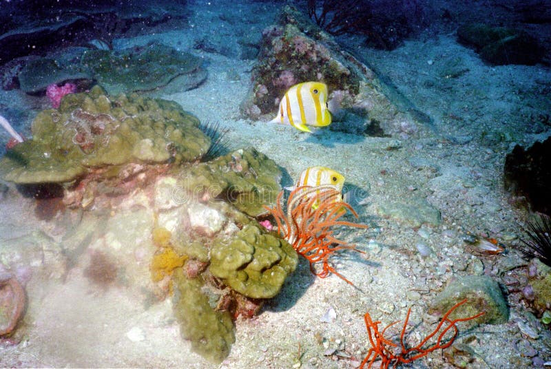 The Surprising World of Corals of Andaman Sea 38 Stock Photo - Image of ...