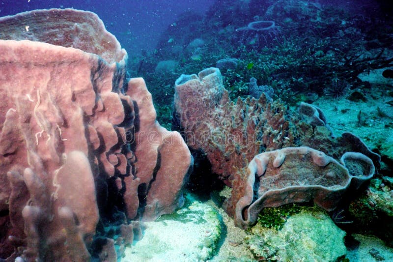 The Surprising World of Corals of Andaman Sea 39 Stock Image - Image of ...