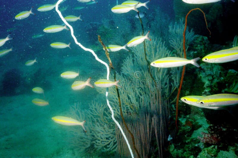 The Surprising World of Corals of Andaman Sea 42 Stock Photo - Image of ...