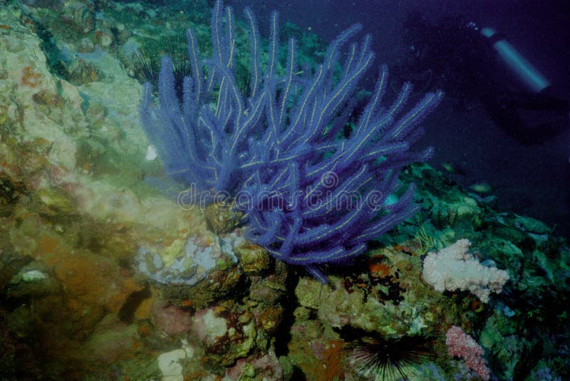 The Surprising World of Corals of Andaman Sea 6 Stock Image - Image of ...