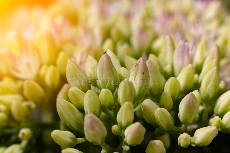 Surprisingly Beautiful Soft Elegant White Spring Small Flower with Buds ...