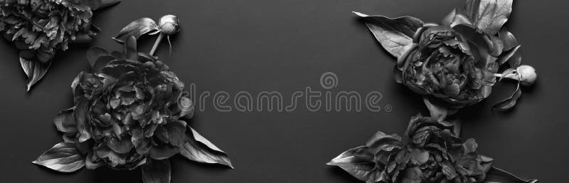Surreal Black and White Peonies Frame on Black Banner. Dark Floral ...
