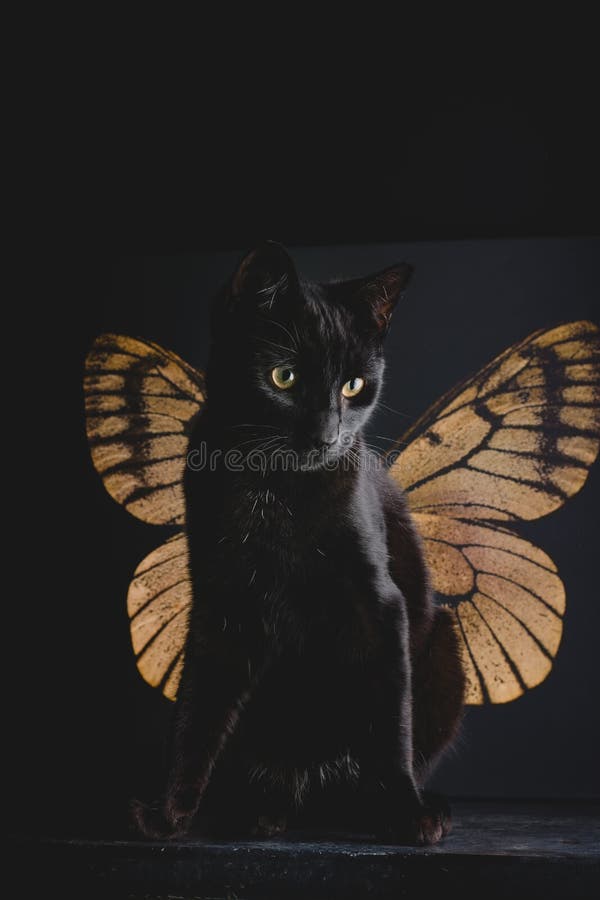 Kitty and butterfly stock photo. Image of kitten, white - 19209818