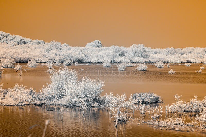 Infrared Photography, a Dense Forest of White Trees Reflected in a ...