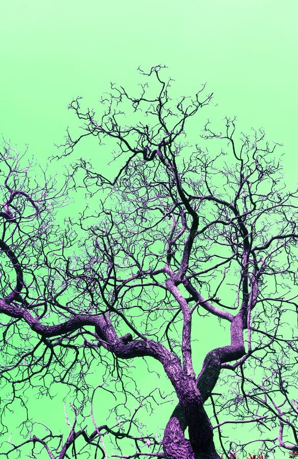 Surreal Pop Art of Large Violet Tree with Dry Branches Standing Against ...