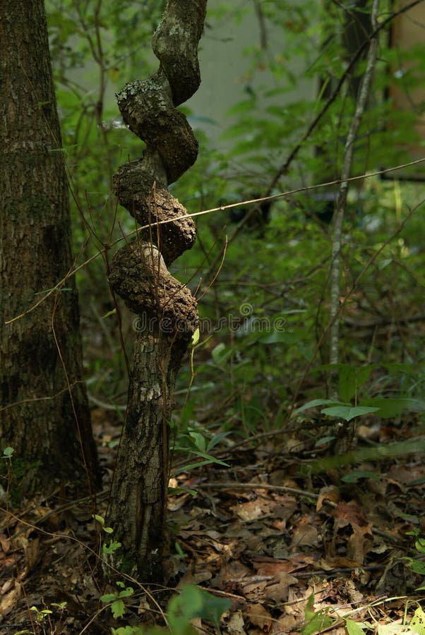Surreal Twisted Dead Trees at Driftwood Beach in South Carolina Stock ...