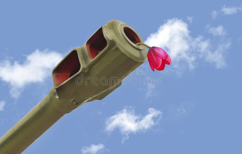 Surrender Tulip Stock Photos - Free & Royalty-Free Stock Photos from ...